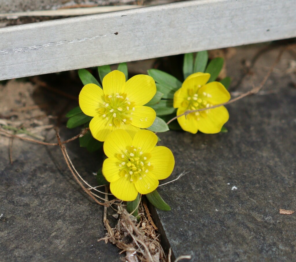 Winter Aconite from Wayne, NJ 07470, USA on March 01, 2025 at 02:40 PM ...