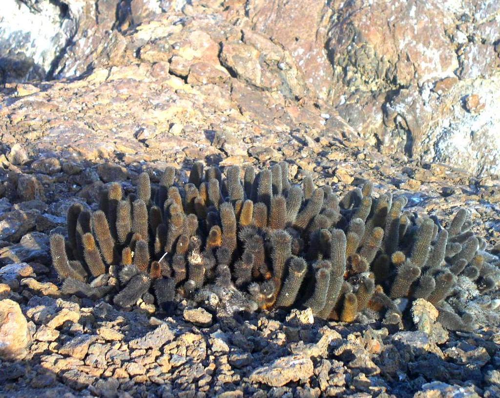 Lava Cactus from Prince Phillip Steps, Genovesa Island, Galapagos ...