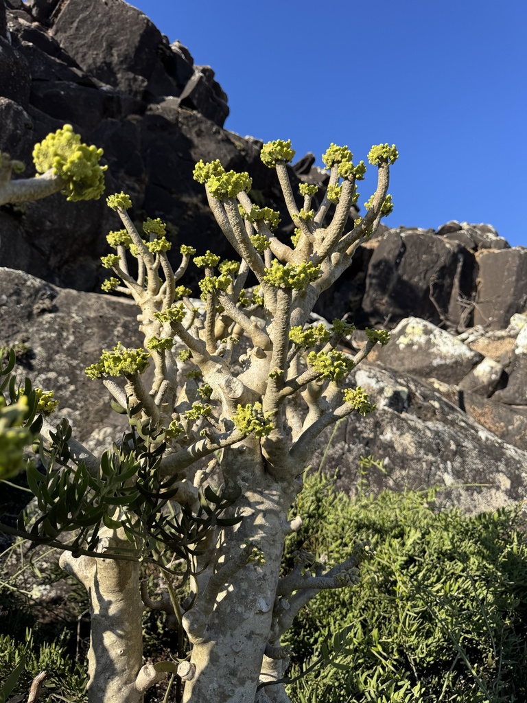 Socotran Fig in February 2025 by Valentinus T · iNaturalist