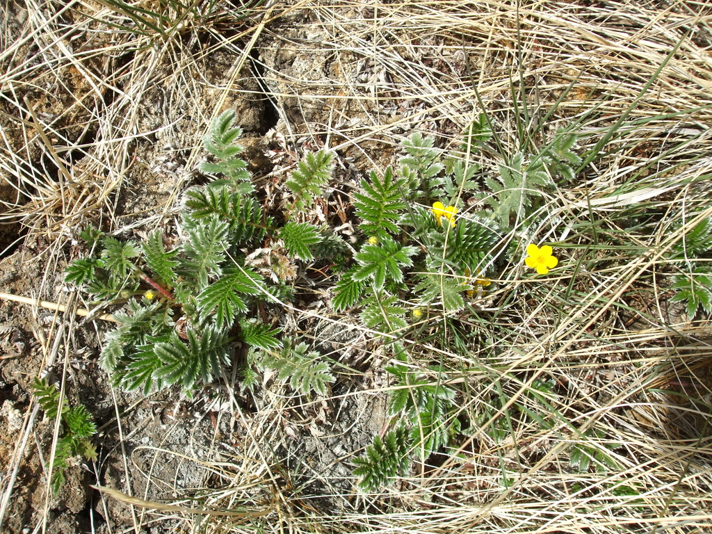common silverweed from Park County, CO, USA on June 18, 2011 at 09:43 ...
