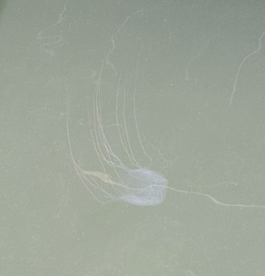 Chirodropida from Port Douglas QLD, Australia on March 2, 2025 at 10:41 ...