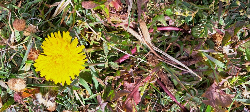 dandelions from South Georgia and the South Sandwich Islands on March 3 ...