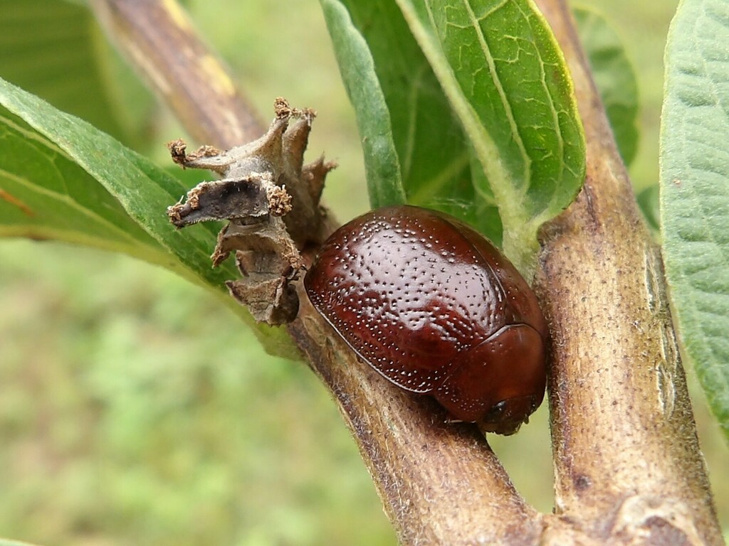 Bizarre Looper Moth from Glenwood QLD 4570, Australia on May 4, 2024 at ...