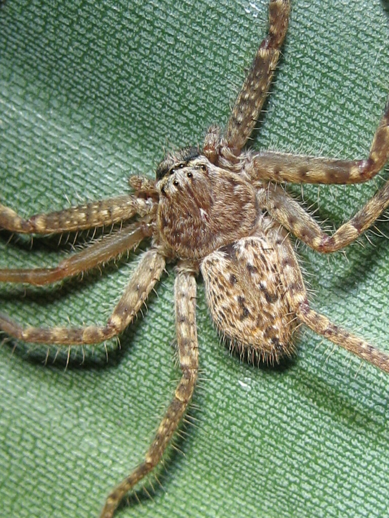 Mountain Huntsman from Frankston South VIC, Australia on March 3, 2025 ...