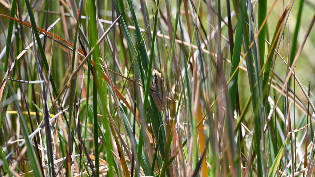 Slender Tree Frog from Scott River WA 6288, Australia on January 3 ...