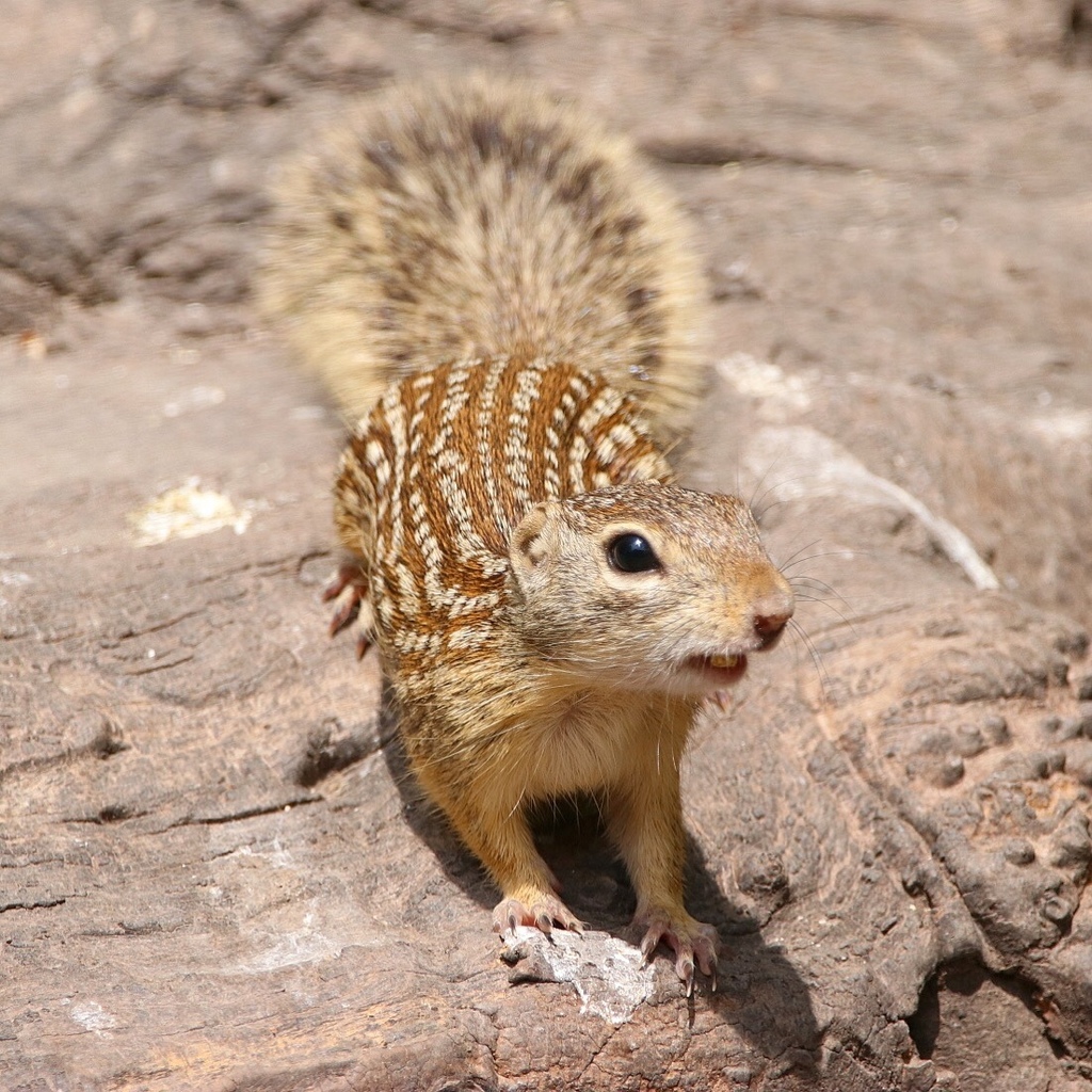 Holarctic Ground Squirrels (Marmotini) - Know Your Mammals