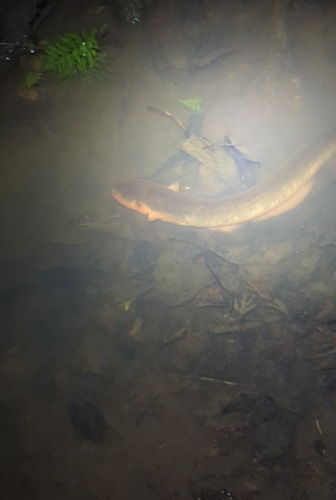 Vari’s Electric Eel from Francisco de Orellana, Ecuador on March 02 ...