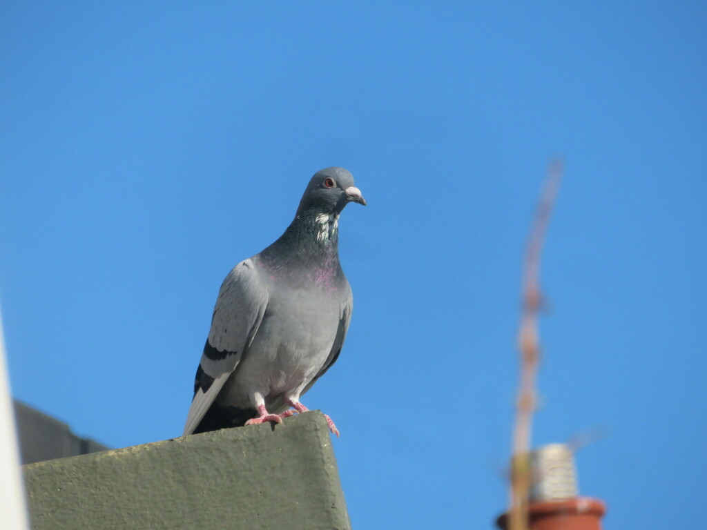 Feral Pigeon from Waun Fawr, Aberystwyth SY23, UK on March 2, 2025 at ...