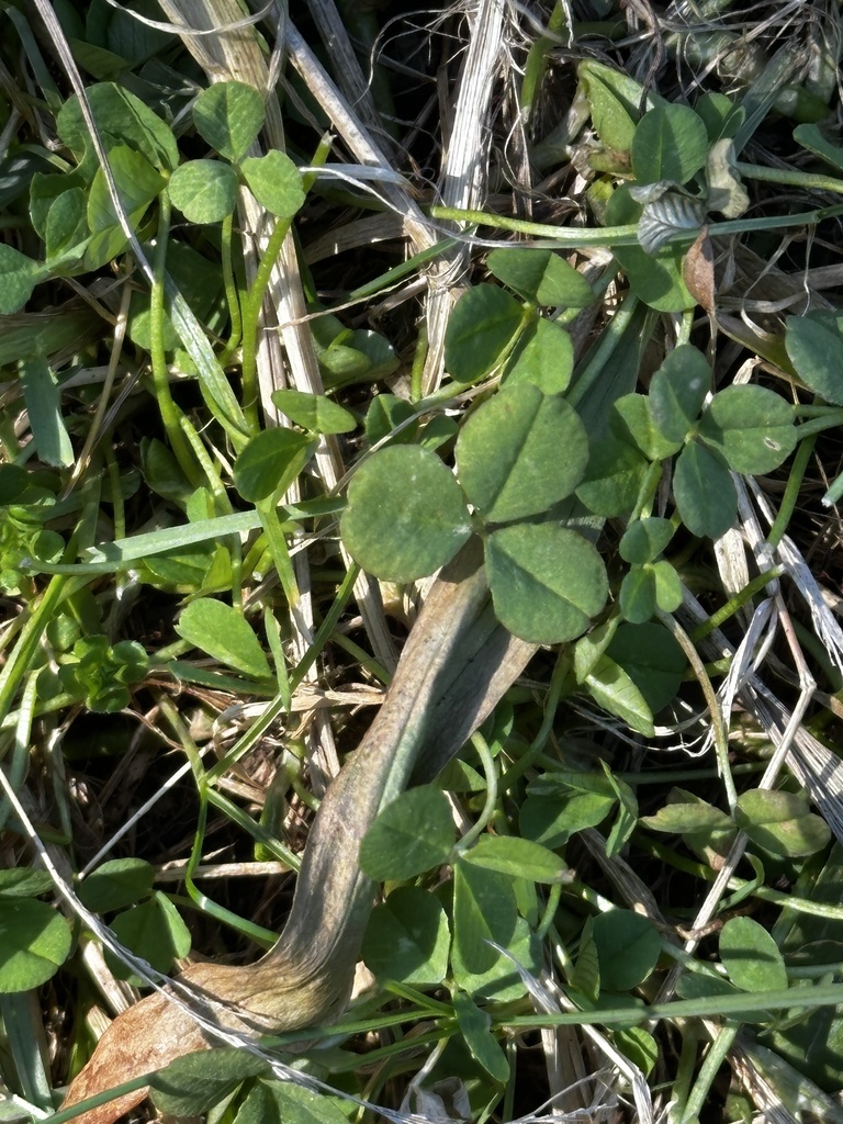 Running Glade Clover in March 2025 by mabrybiggs · iNaturalist