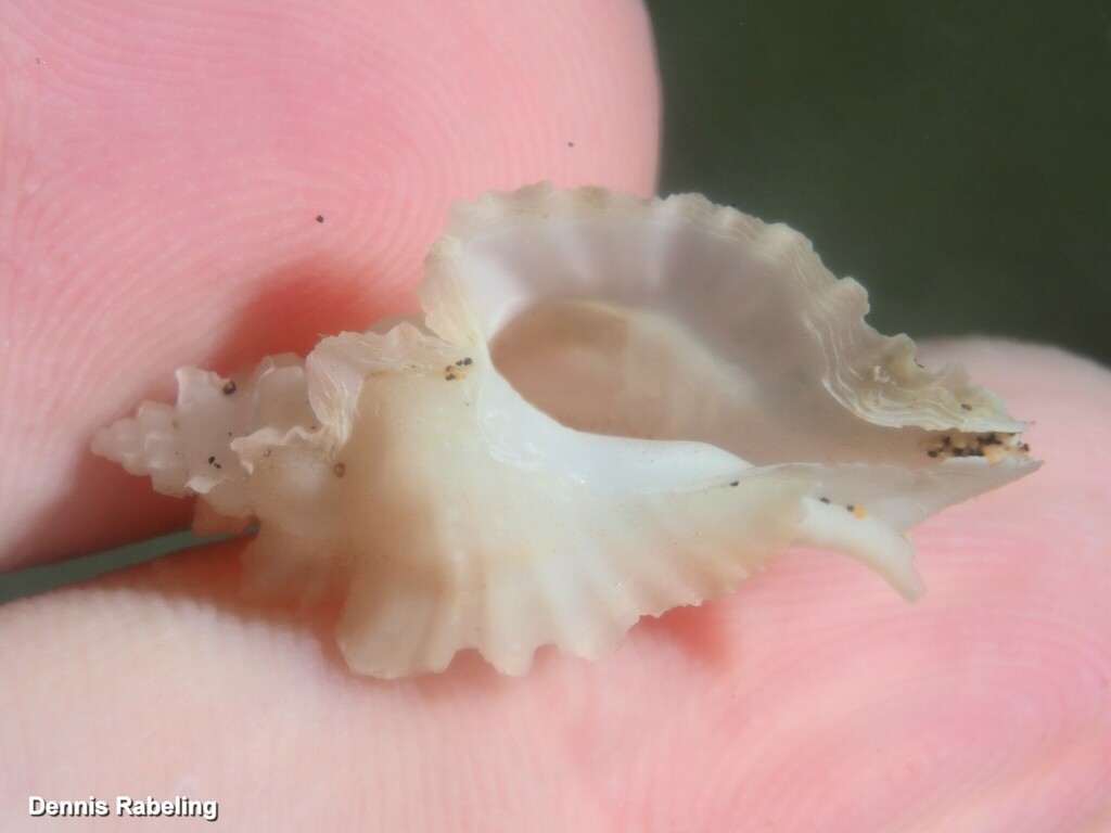 Timbellus leucas from Las Palmas, ES-CN, ES on March 3, 2025 at 12:44 ...