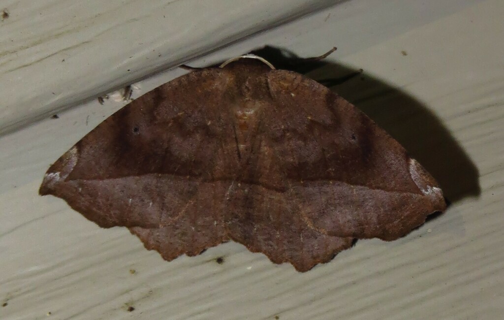 Curved-toothed Geometer Moth from 5207 Cambridge Dr, Northport, AL ...