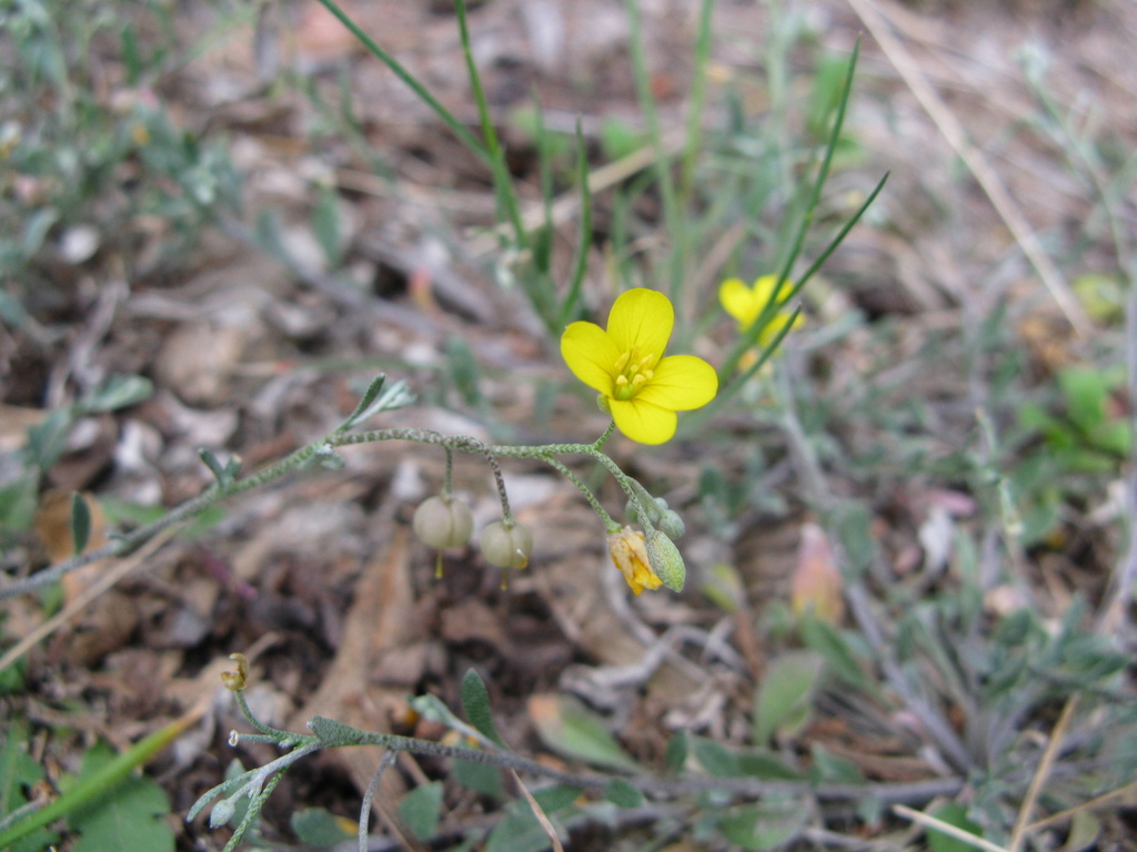 silver bladderpod from 982 Skyview Ln, Camp Wood, TX 78833, USA on May ...