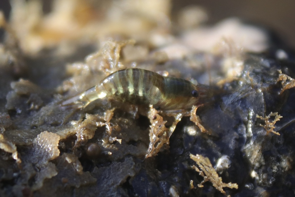 Barred Shrimp from Boiler Bay, OR, US on February 26, 2025 at 04:02 PM ...