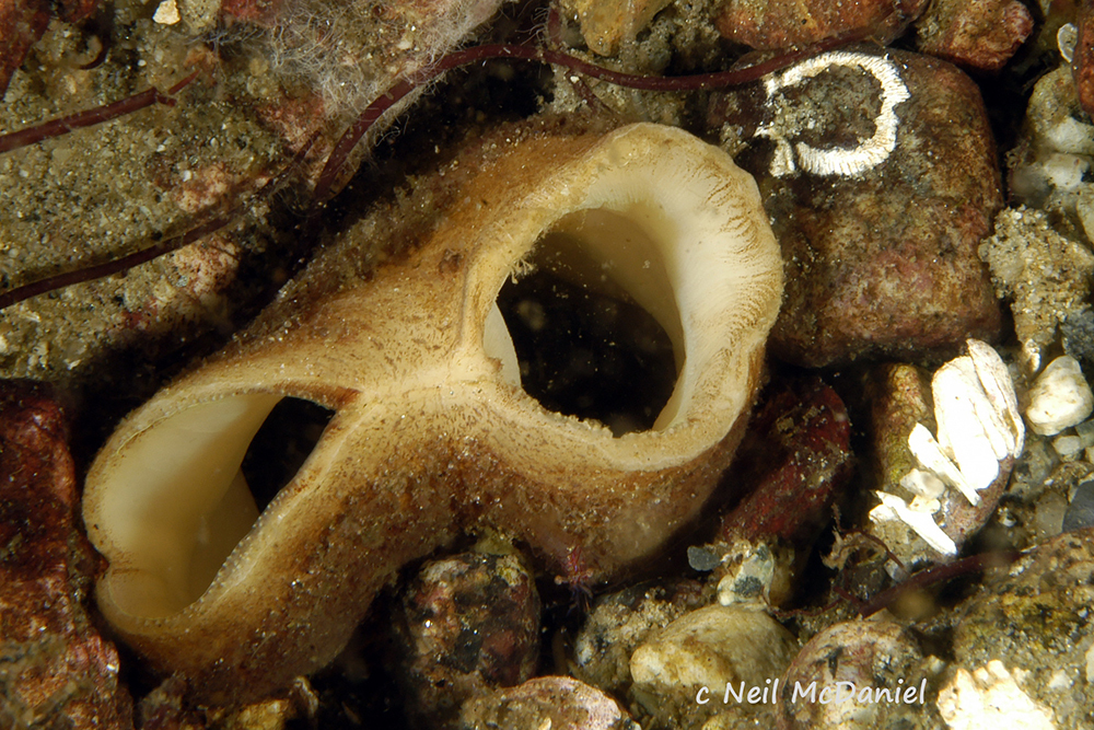 Pacific Geoduck from Sechelt Inlet, BC, Canada on February 26, 2025 at ...