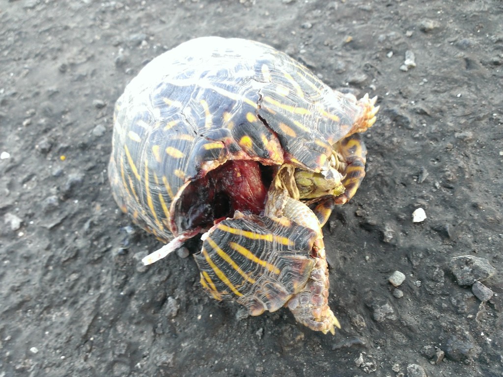 Ornate Box Turtle in August 2013 by Emily Powell. DOR box turtle hit on ...