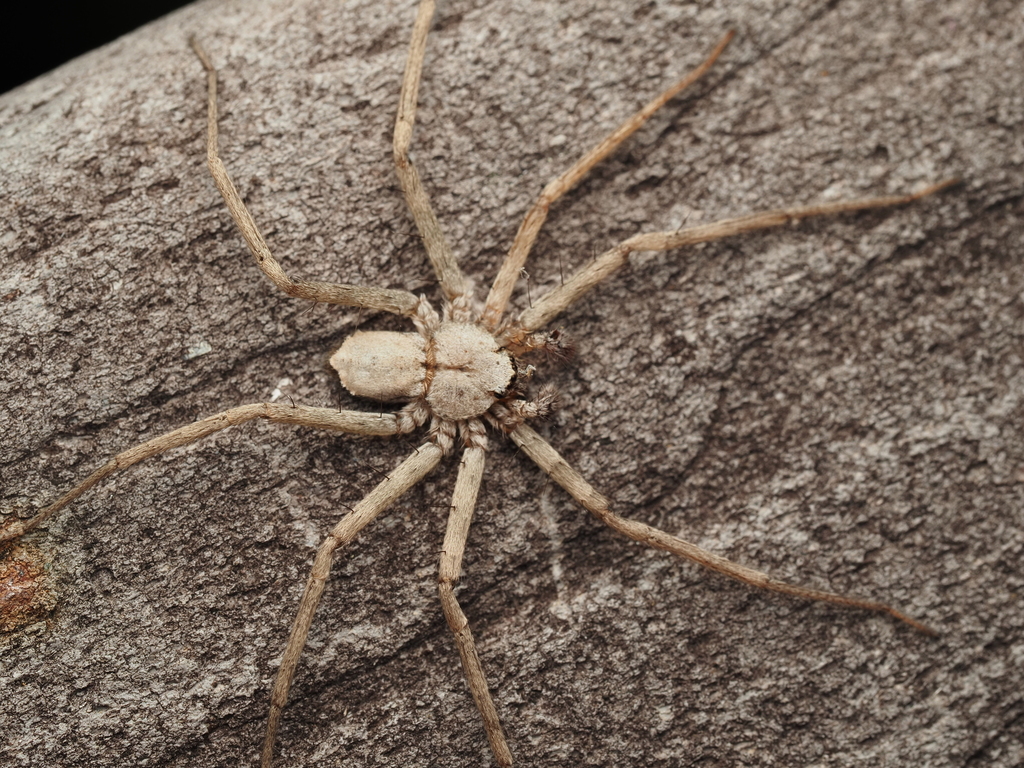 Crescent-eyed Spiders from Miami-Dade County, FL, USA on February 28 ...
