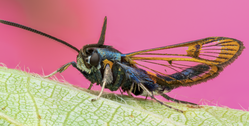 Red-belted Clearwing Moth from Arnoldstein, Österreich on June 29, 2024 ...