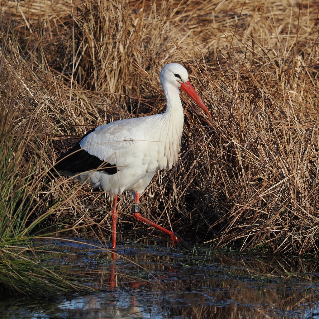 White Stork from 38 Braunschweig-Volkmarode, Germany on March 2, 2025 ...