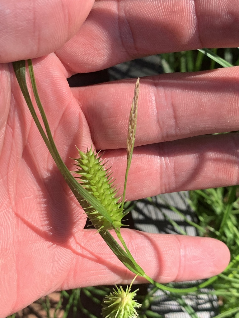 bottlebrush sedge from 9–25 Petrel Point Rd, South Bruce Peninsula, ON ...