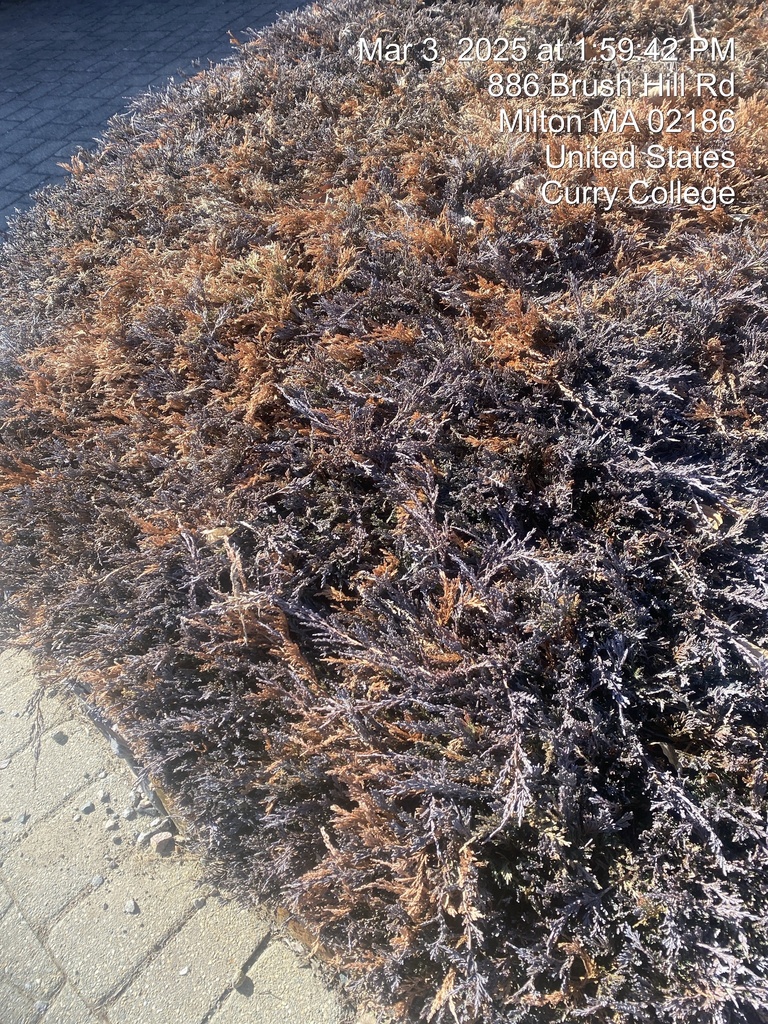 creeping juniper from Curry College, Milton, MA, US on March 03, 2025 ...
