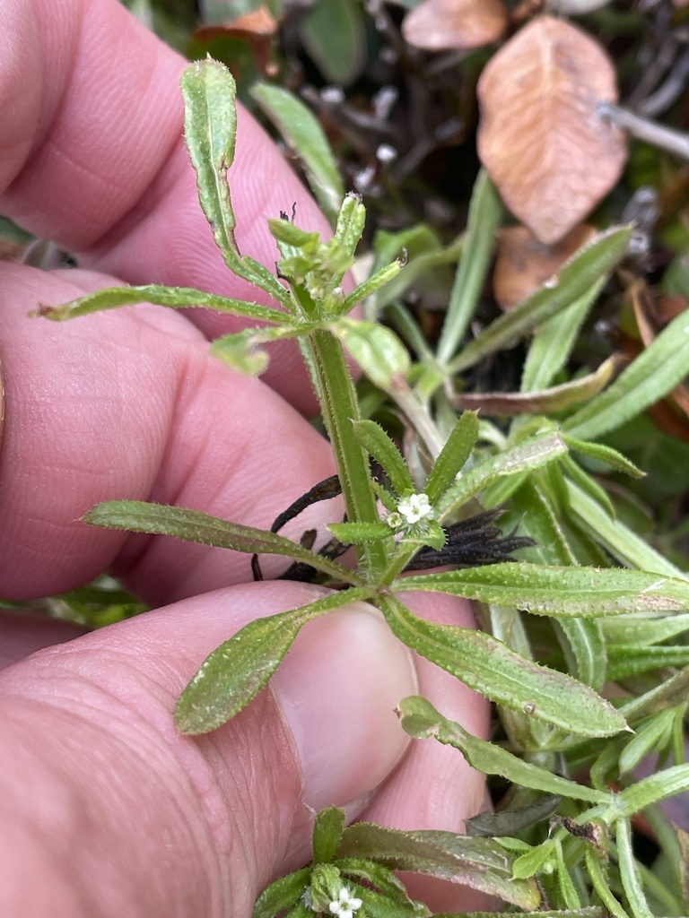 catchweed bedstraw from Forest Ln, Dallas, TX, US on March 3, 2025 at ...