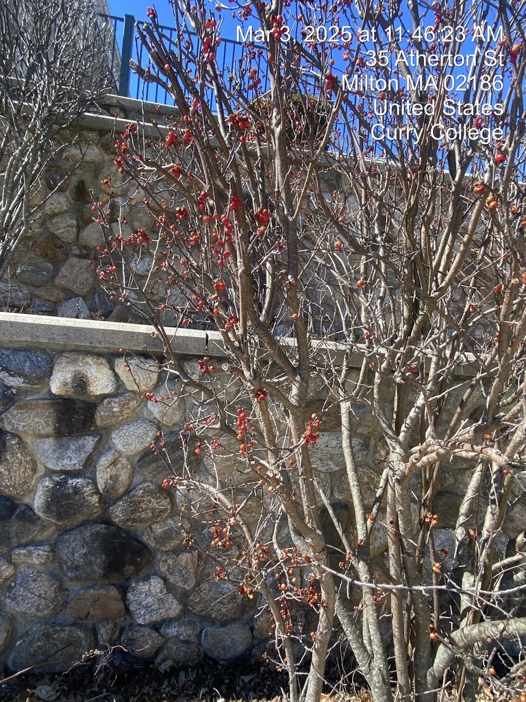 winterberry holly from Curry College, Milton, MA, US on March 03, 2025 ...