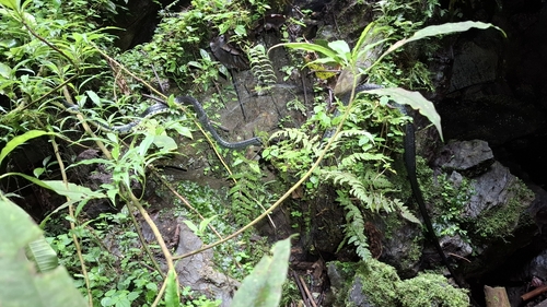 Amazon Puffing Snake (Spilotes sulphureus) - Snakes and Lizards