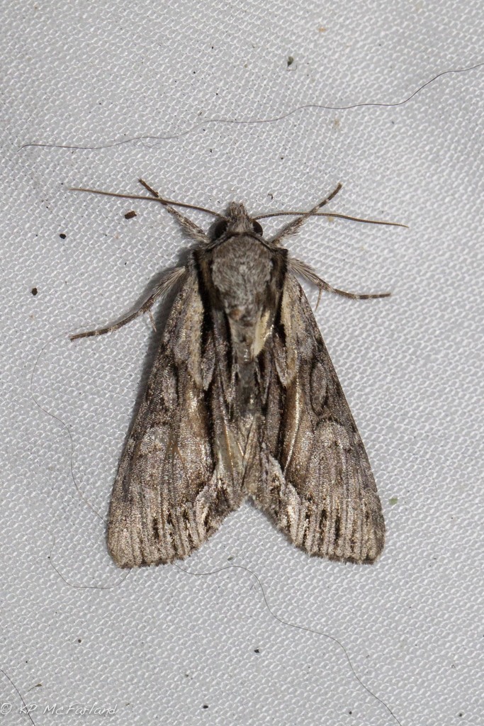 Common Hyppa Moth (Pennsylvania Moths) · iNaturalist
