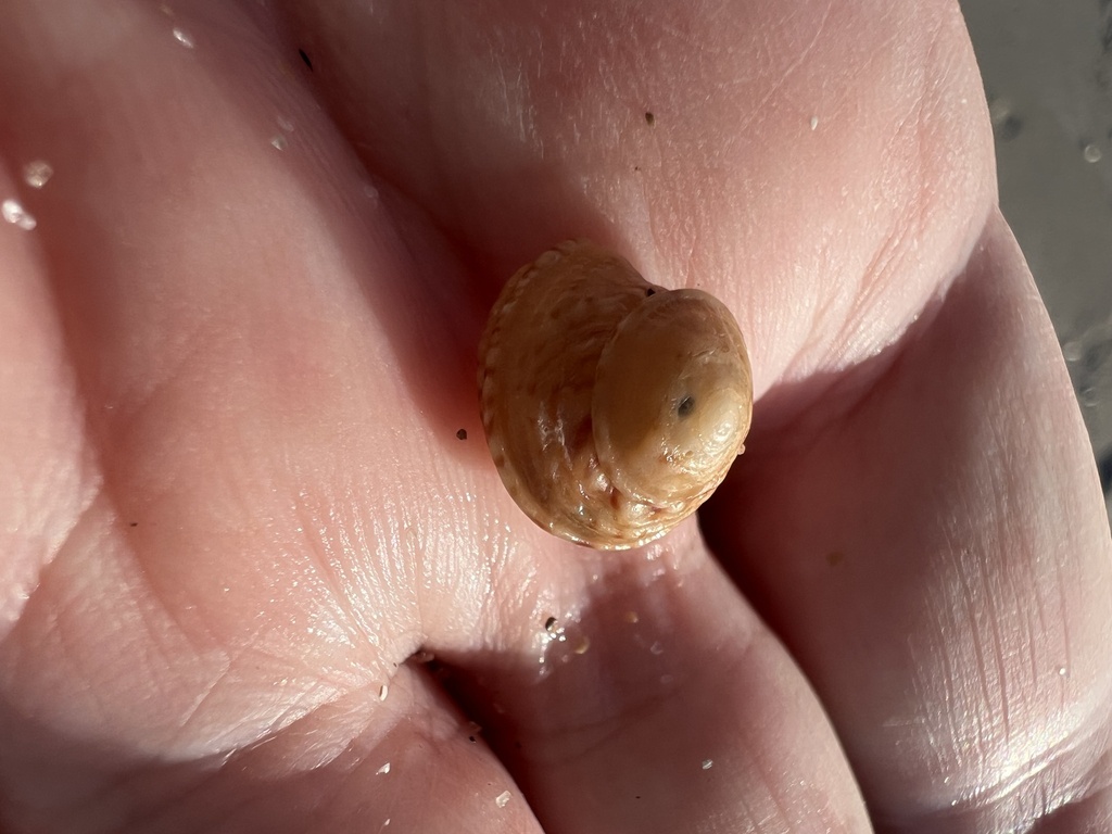 Button Snail from Hutchinson Island, Jensen Beach, FL, US on March 3 ...