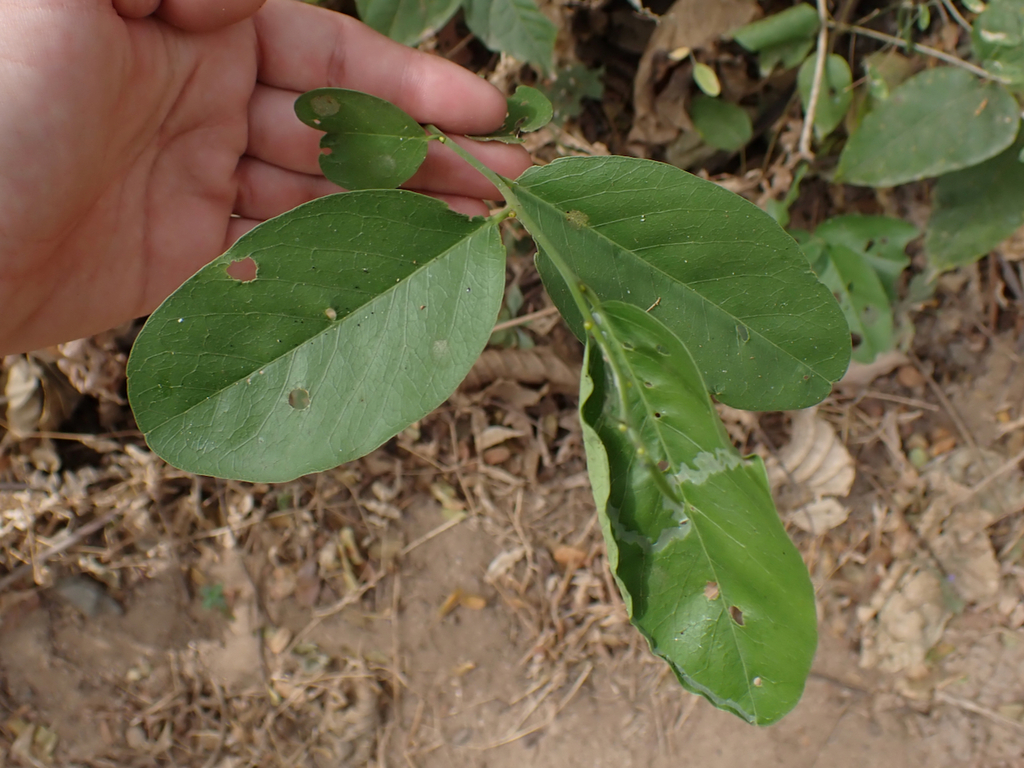 bay-leaved caper from Bahía de Banderas, Nayarit, Mexico on February 21 ...