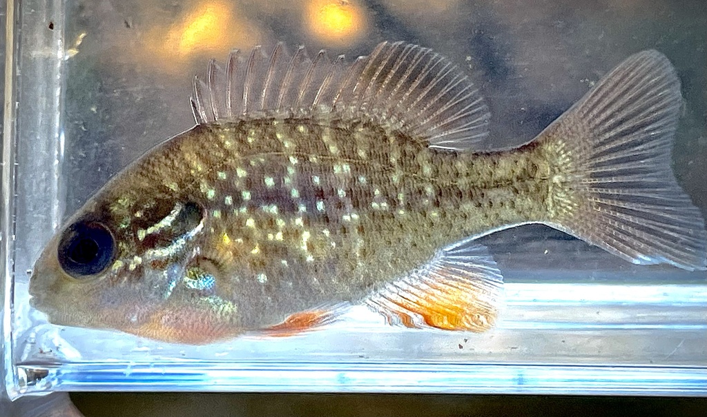 Gulf Longear Sunfish from Hurricane Creek, Tuscaloosa, AL, US on March ...