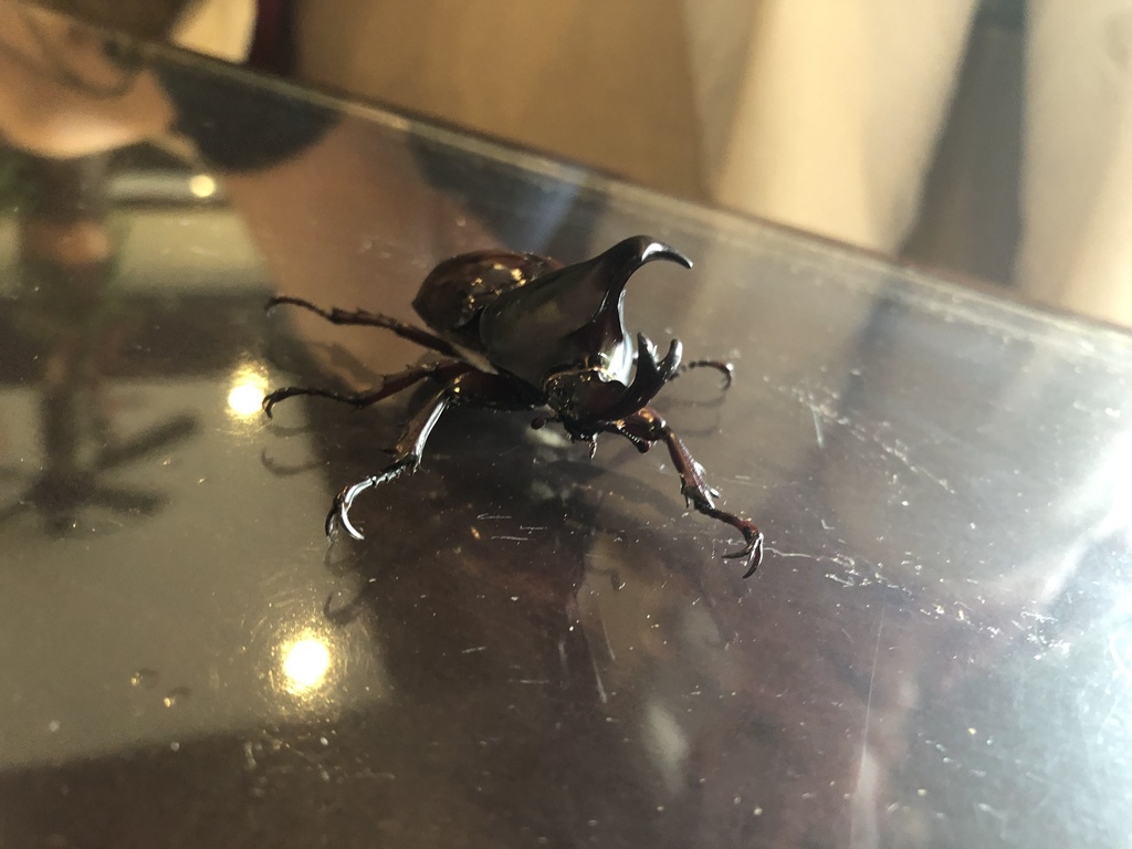 Xylotrupes philippinensis from SEARCA Residence Hotel, Los Baños ...