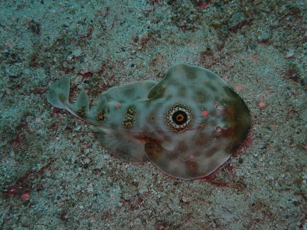 Bullseye Electric Ray in March 2025 by TjokMeuwissen. Punta lobos ...