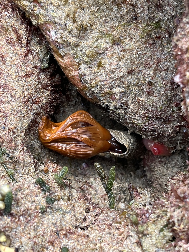 Animals from Bass Strait, Aireys Inlet, VIC, AU on March 4, 2025 at 09: ...
