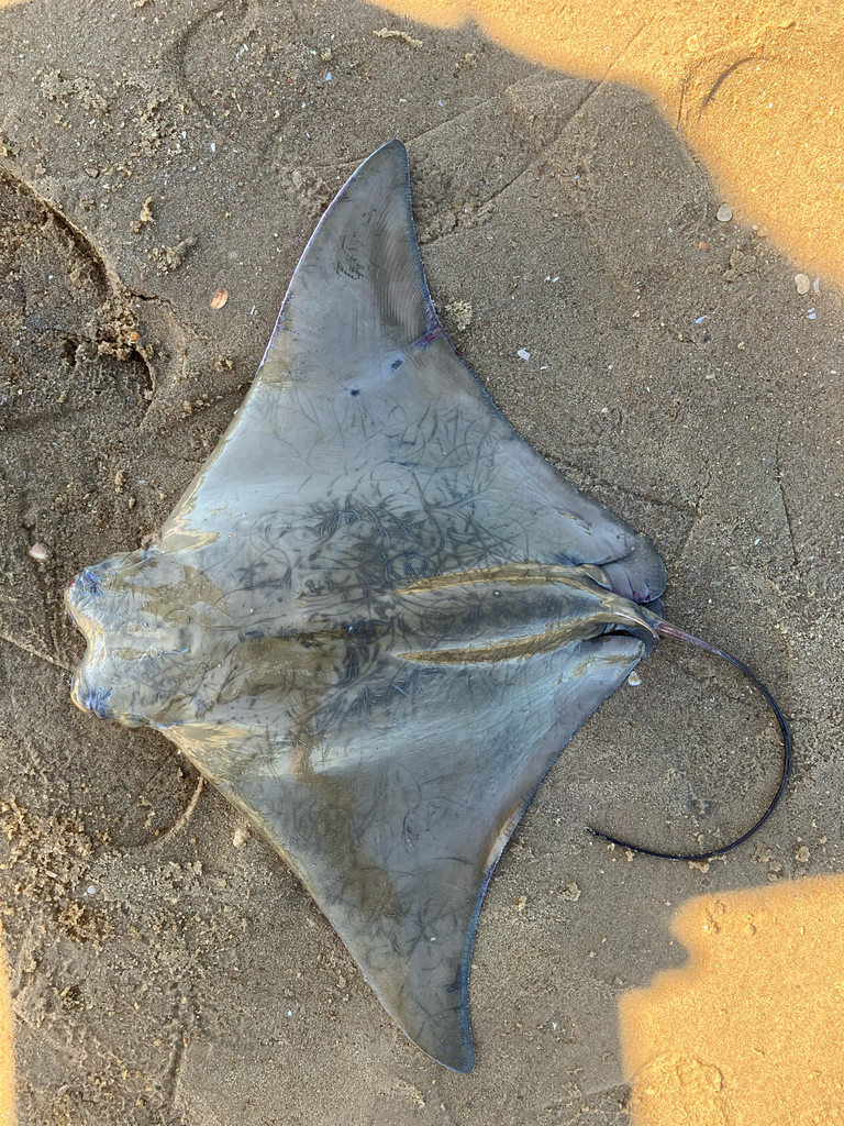 Brazilian Cownose Ray in February 2025 by Caio Henrique Cutrim ...