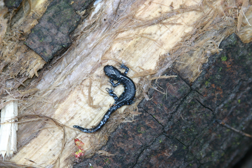 Blue-spotted Salamander from Wood County, WI, USA on May 2, 2008 at 05: ...