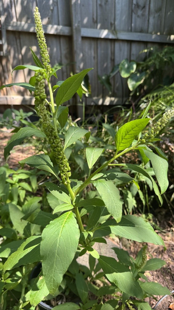 Inkweed from Melaleuca Dr, Upwey, VIC, AU on March 04, 2025 at 12:23 PM ...