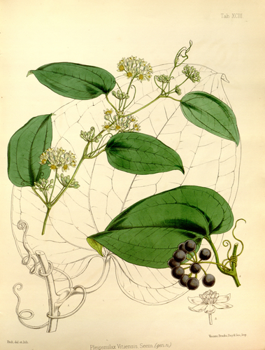 Smilax vitiensis · iNaturalist