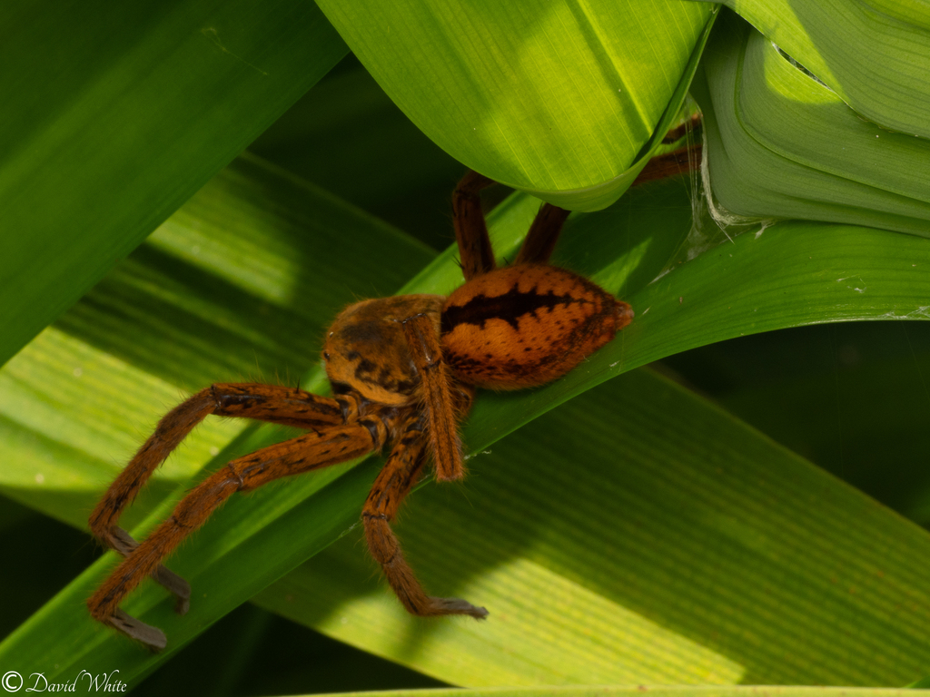 Fireback Huntsman Spider from Wonga QLD 4873, Australia on March 4 ...