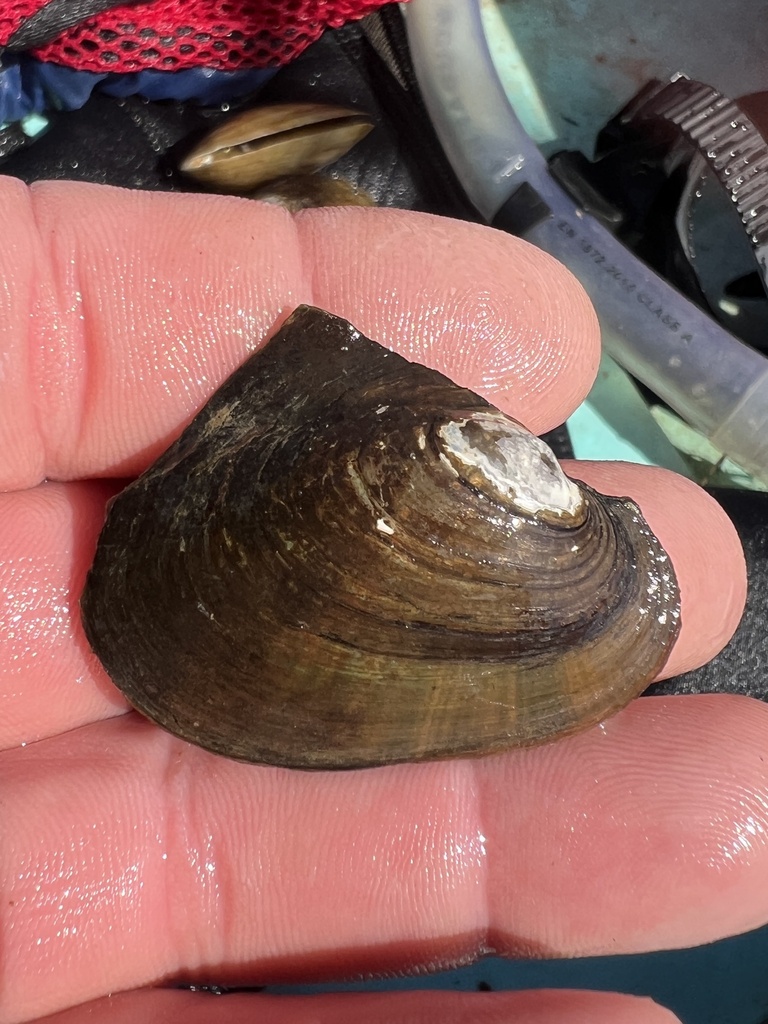 Pink Heelsplitter from Paint Rock River, Hollytree, AL, US on March 2 ...