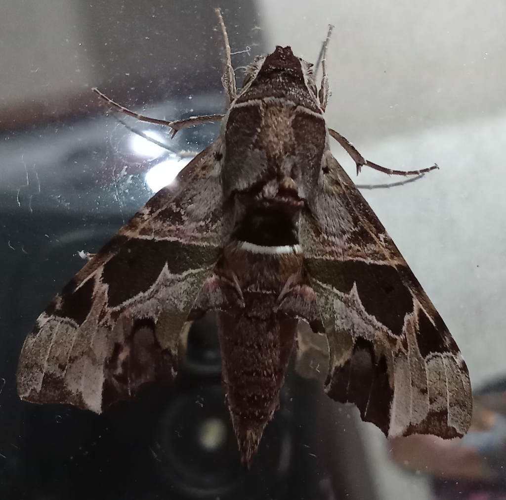 Unzela japix from Altamar #1 on March 03, 2025 at 09:38 PM by ...