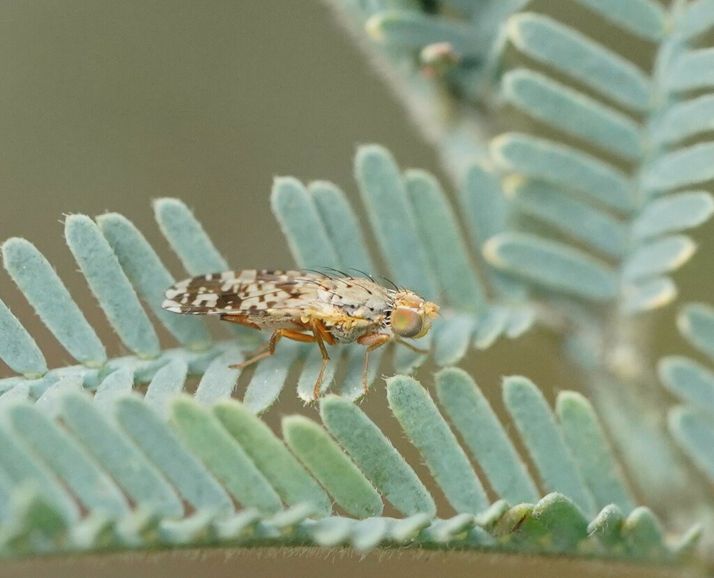 Australian Fruit Fly from Harcourt North VIC 3453, Australia on ...
