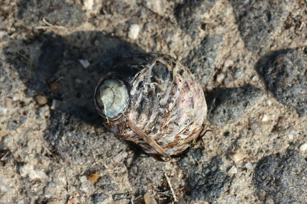 Southern ribbed top snail from Indented Head VIC 3223, Australia on ...
