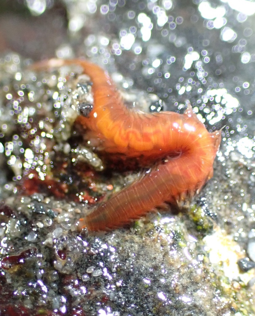 Bat star worm from West End, Tacoma, WA, USA on February 25, 2025 at 10 ...