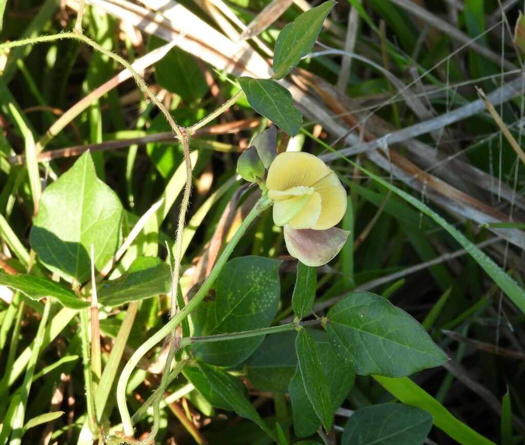 Wild Cowpea from Vilano Beach, FL 32084, USA on February 25, 2025 at 10 ...