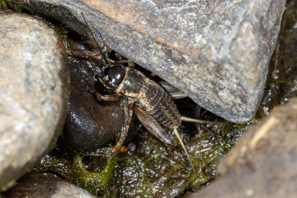 Eastern Striped Cricket from Lewisville, TX, USA on March 2, 2025 at 04 ...