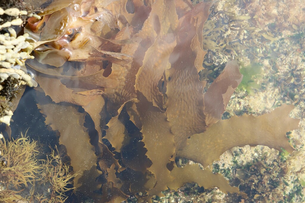 Common Kelp from Queenscliffe, Port Phillip Heads, AU-VI, AU on ...