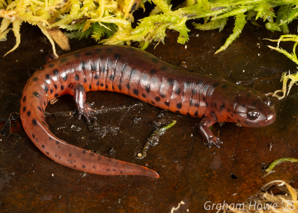 Mud Salamander in March 2025 by Graham Howe · iNaturalist