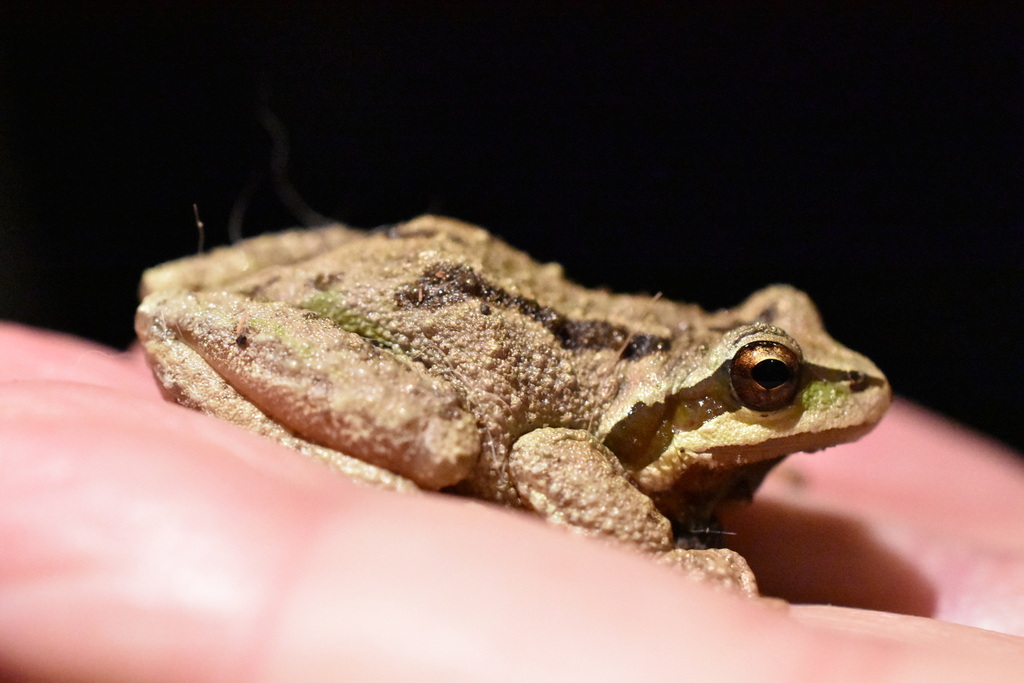 Pacific chorus frog from Kelso on March 3, 2025 at 08:28 PM by allmand ...