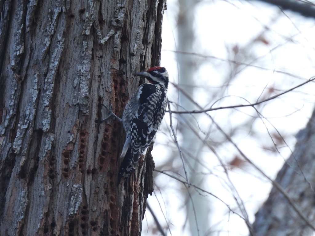 Yellow-bellied Sapsucker from San Antonio, TX 78252, USA on March 2 ...
